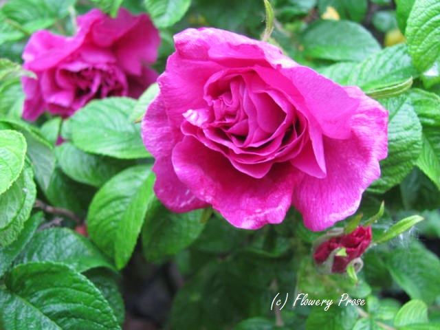 Flowery spotlight: ‘Hansa’ rose. – Flowery Prose