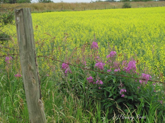 Flowery spotlight: Fireweed. – Flowery Prose.