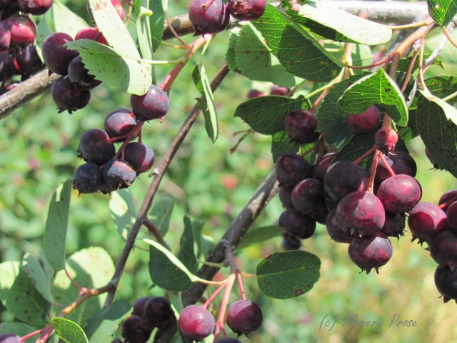 Recipe: Saskatoon berry drink mix, two ways. – Flowery Prose.