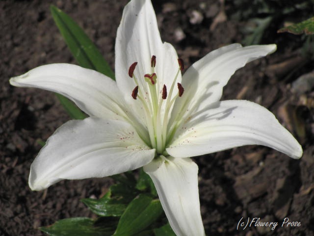 Garden tour: Silver Springs Botanical Gardens. – Flowery Prose