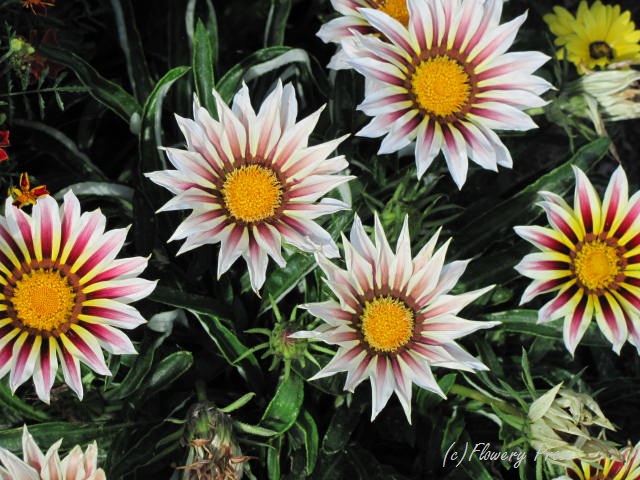 Garden tour: Silver Springs Botanical Gardens. – Flowery Prose