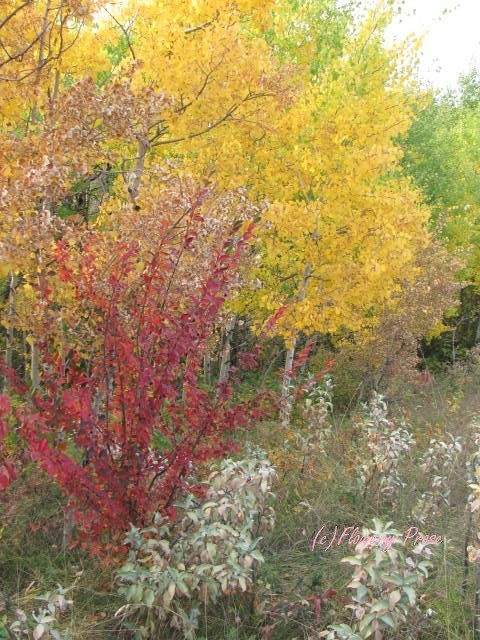 Poem in October. – Flowery Prose.