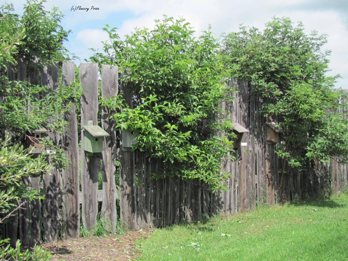 Back to nature: Tour of the Ellis Bird Farm. – Flowery Prose.