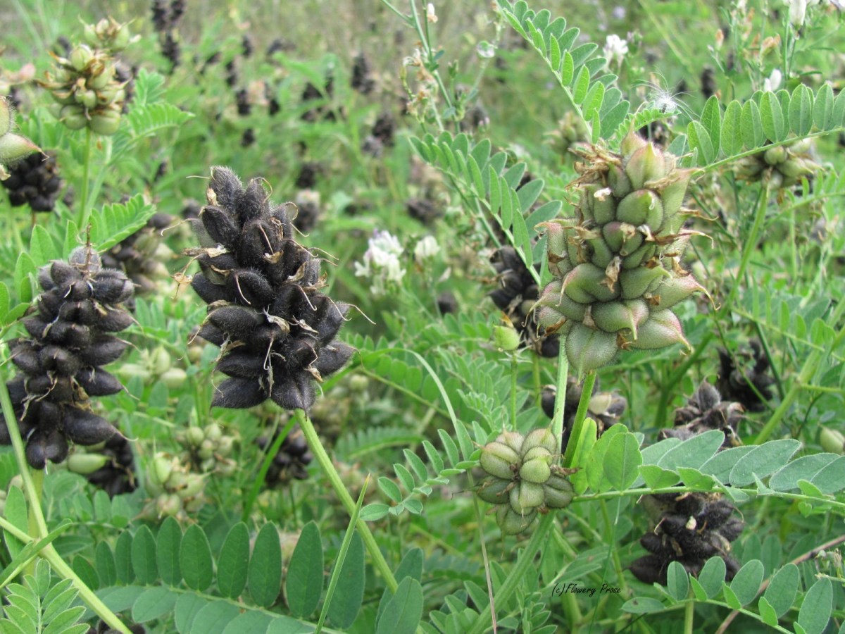Cicer milkvetch seed pods. – Flowery Prose.