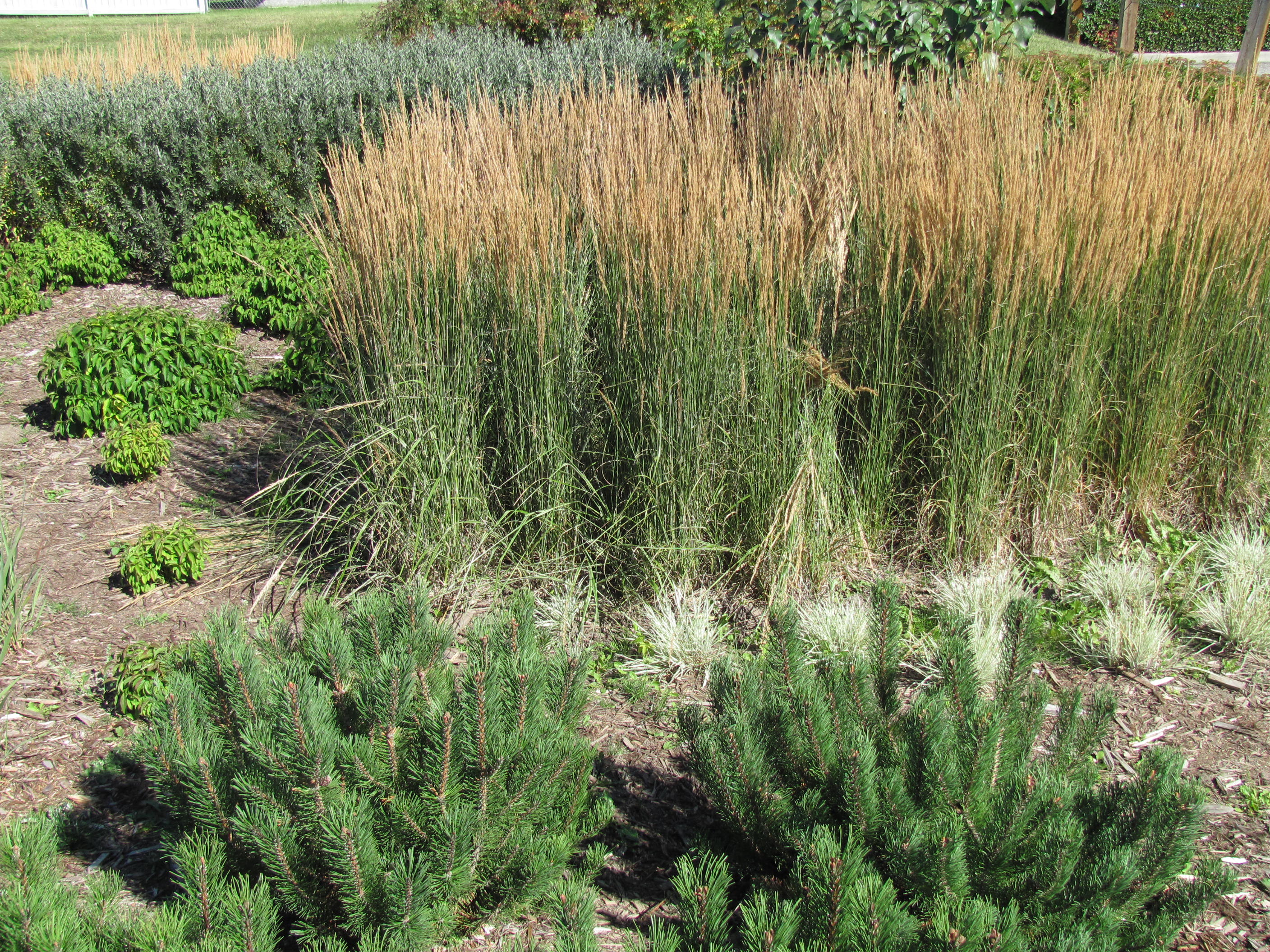 Profiles of Calgary Community Gardens: Rain Garden at Winston Heights ...