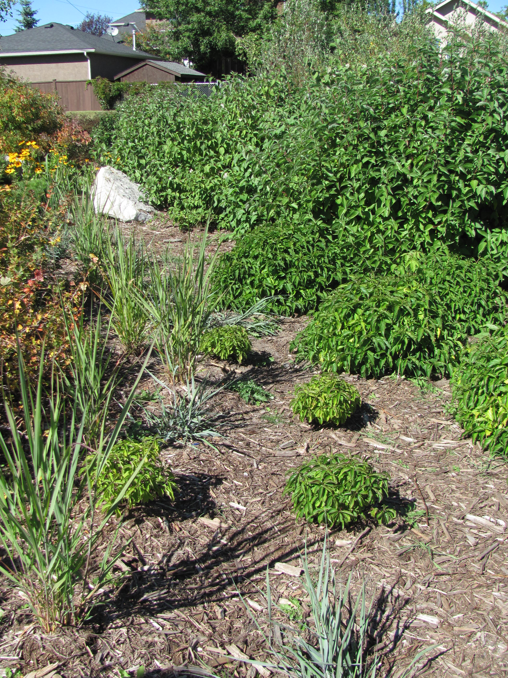 Profiles of Calgary Community Gardens: Rain Garden at Winston Heights ...