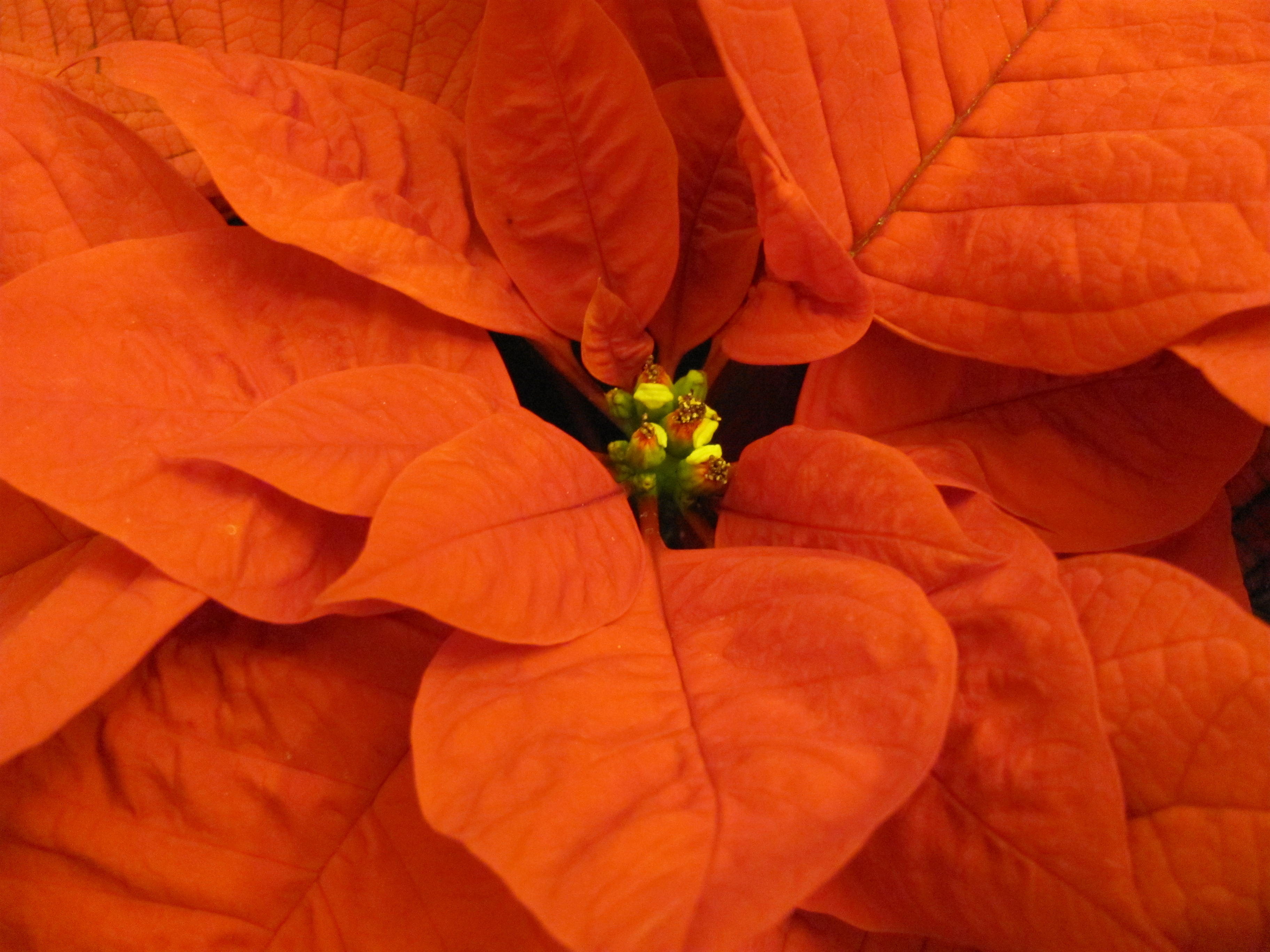 National Poinsettia Day. – Flowery Prose.