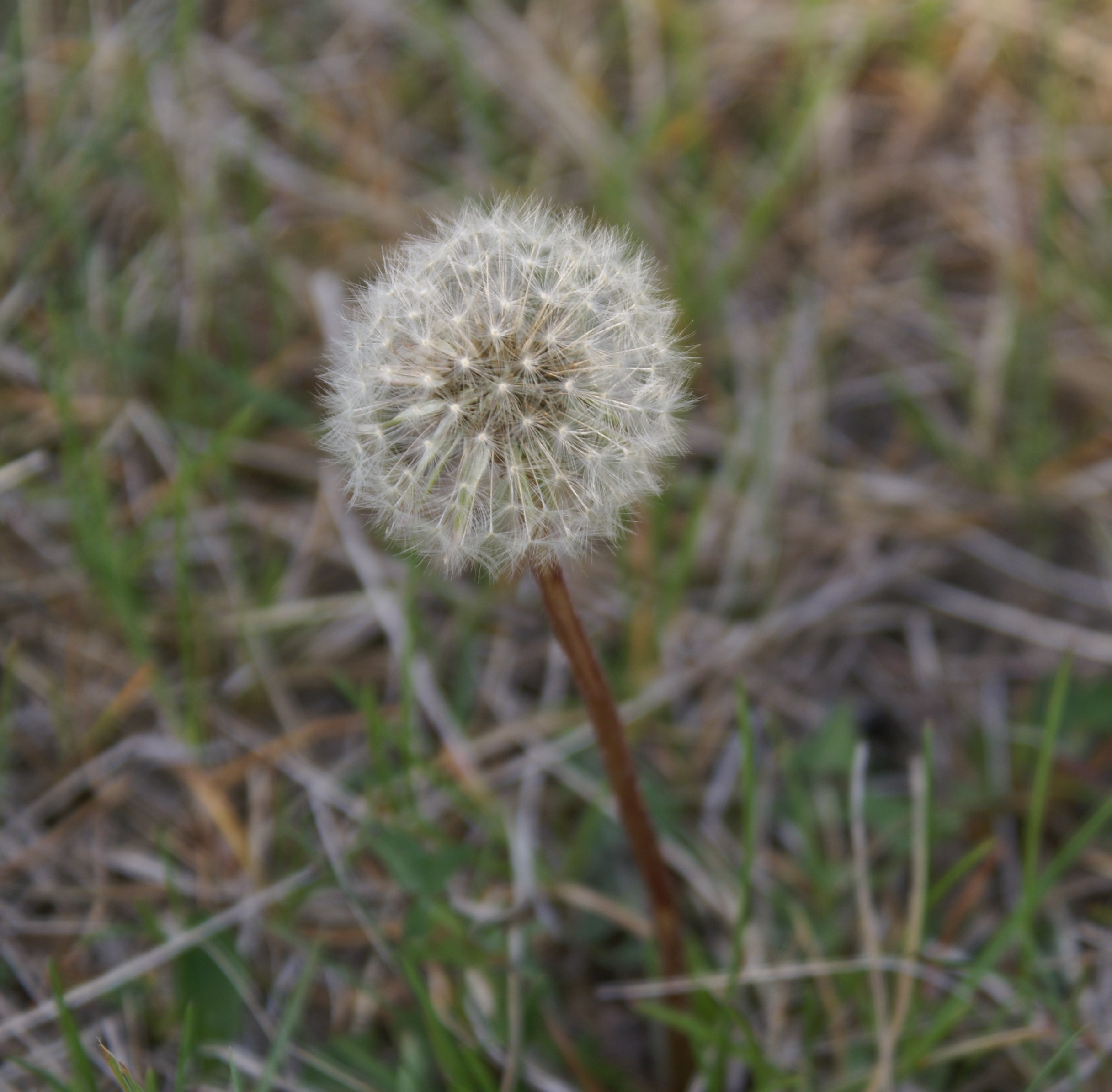 Botany word of the week. – Flowery Prose