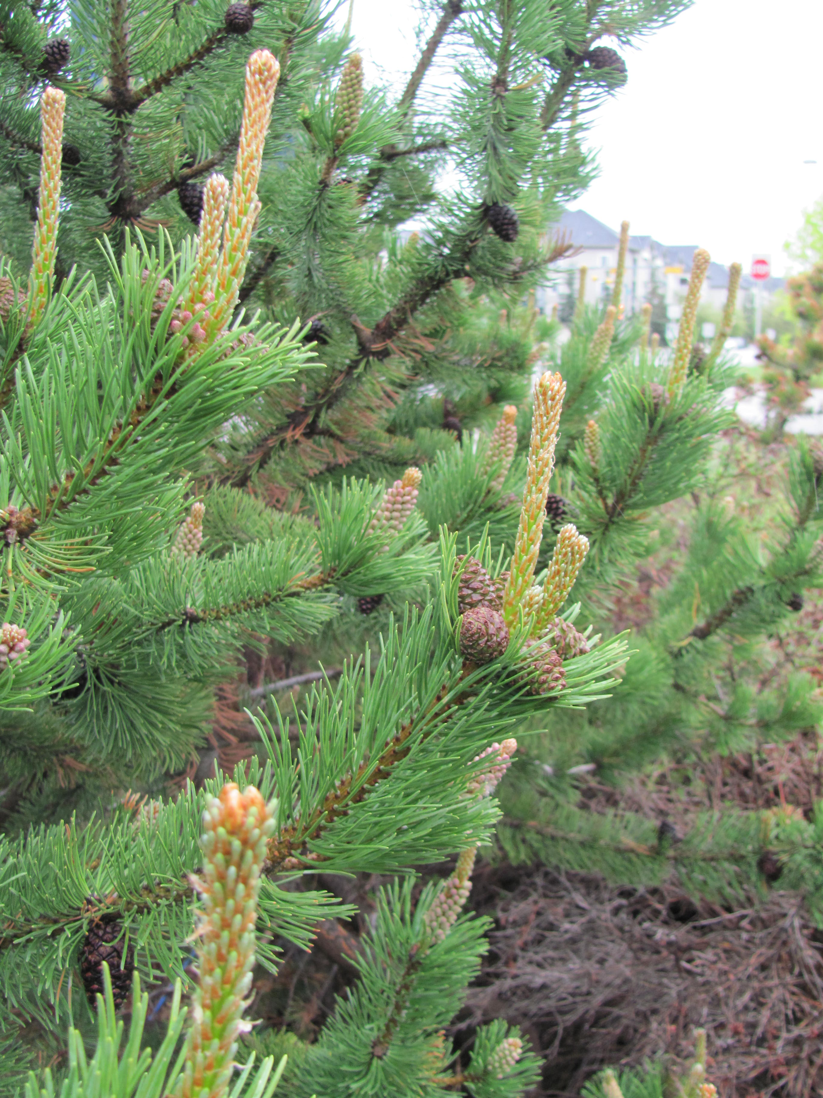 Plant profile: Mugo pine. – Flowery Prose.