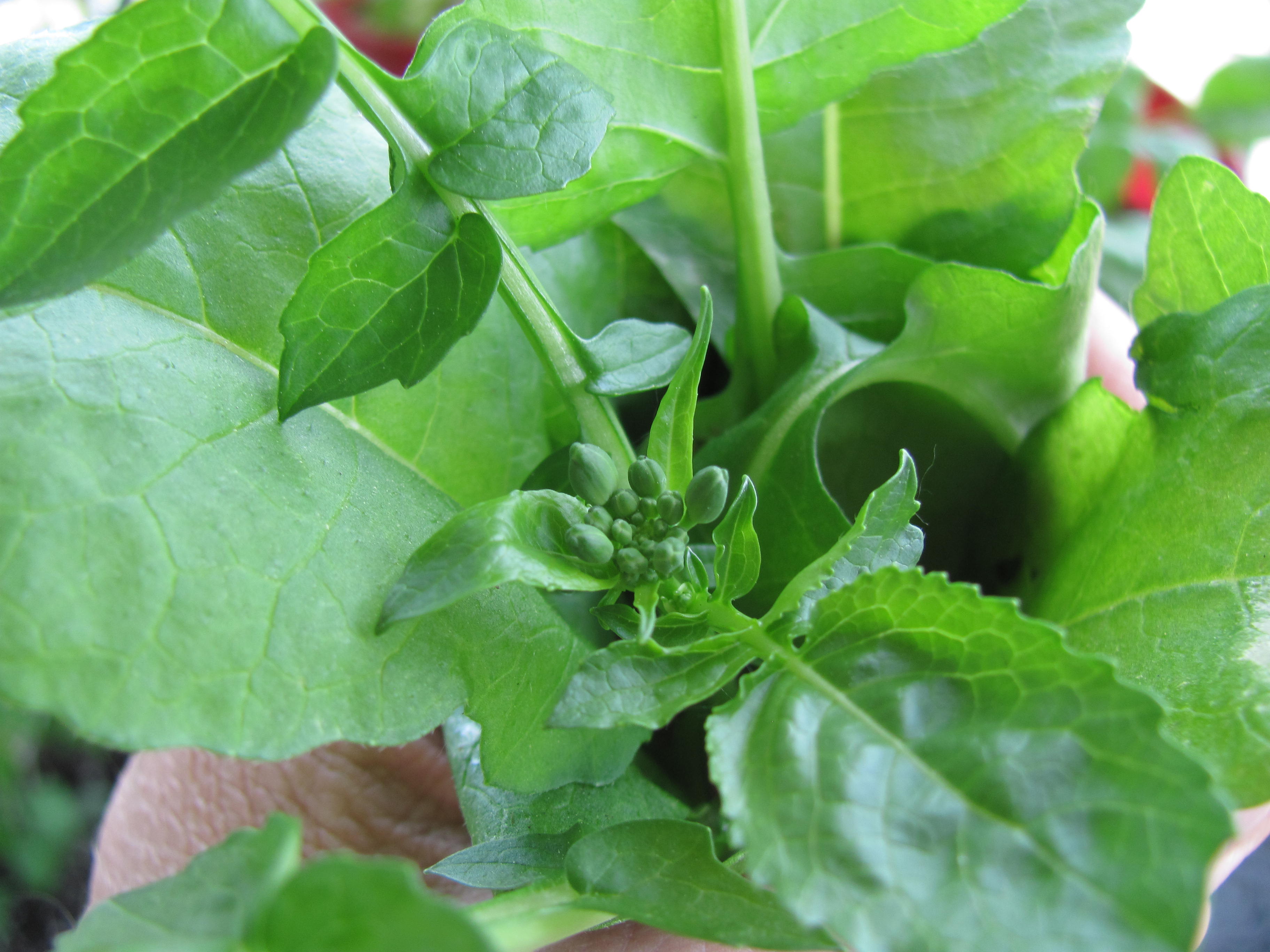 Prairie gardening tip: How to troubleshoot common radish problems ...